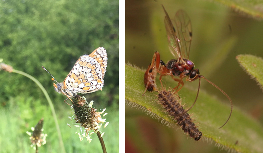 One insect species introduced decades ago to small island had an effect ...