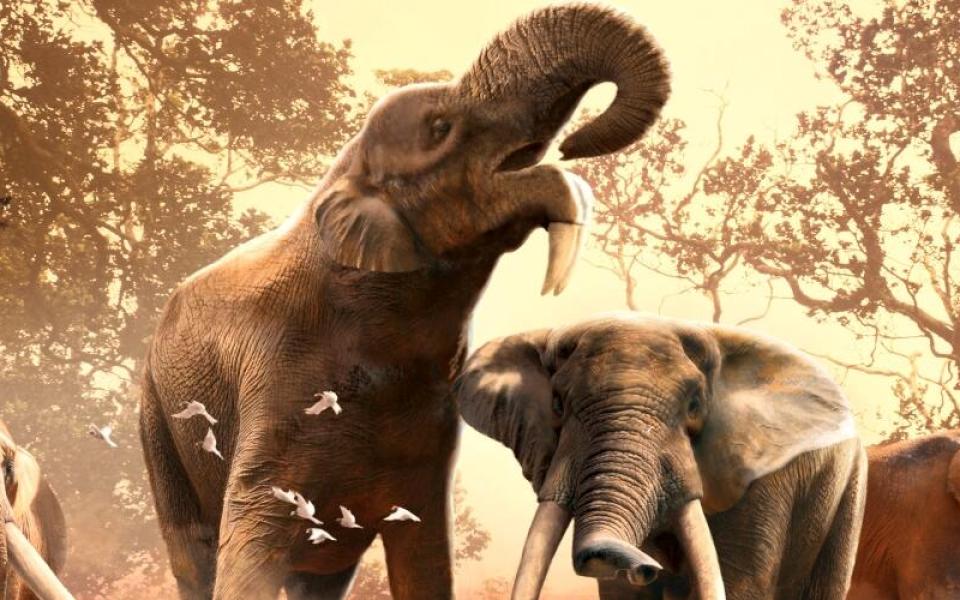 proboscideans elephant