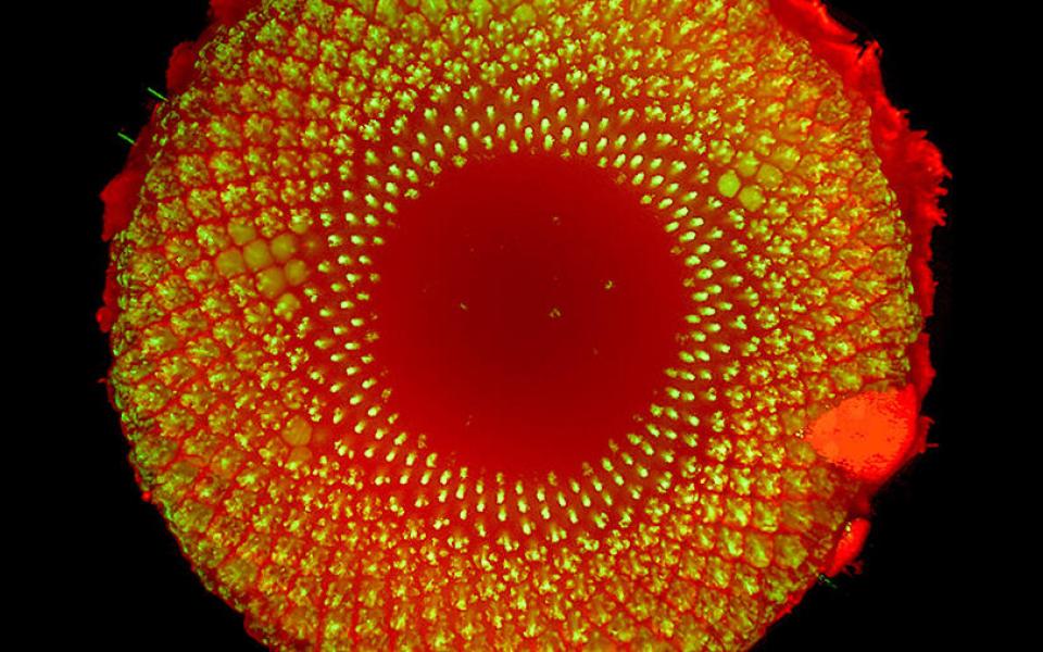 Fibonacci Sequence Flower