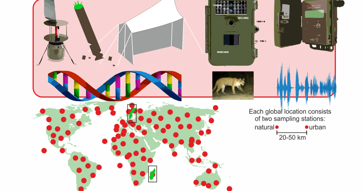 LIFEPLAN global sampling plan | Lifeplan | University of Helsinki