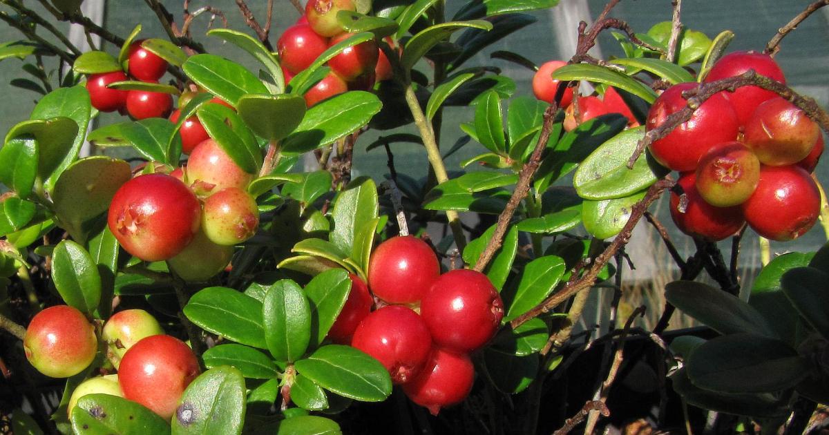 Puolukka | Kasvien talvi | Helsingin yliopisto