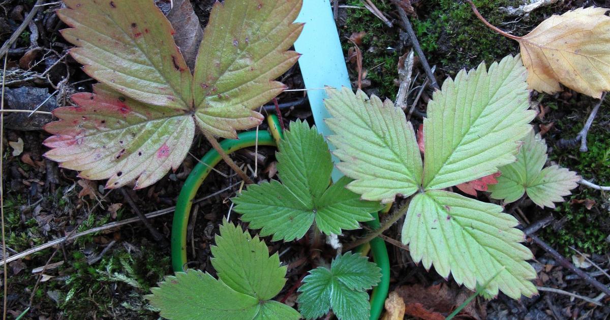 Ahomansikka | Kasvien talvi | Helsingin yliopisto