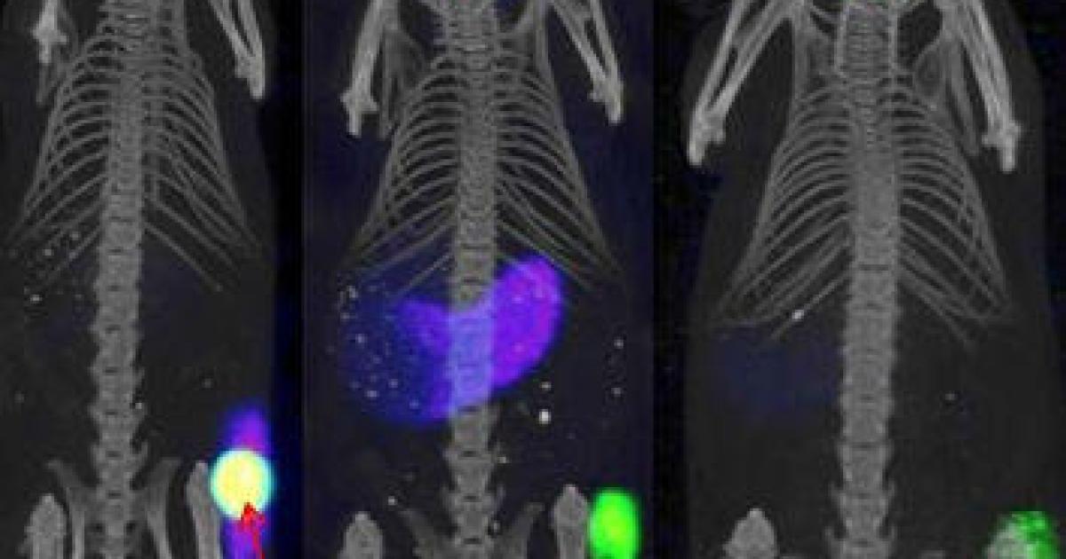 SPECT-CT Imaging Unit | Helsinki In Vivo Animal Imaging | University of ...