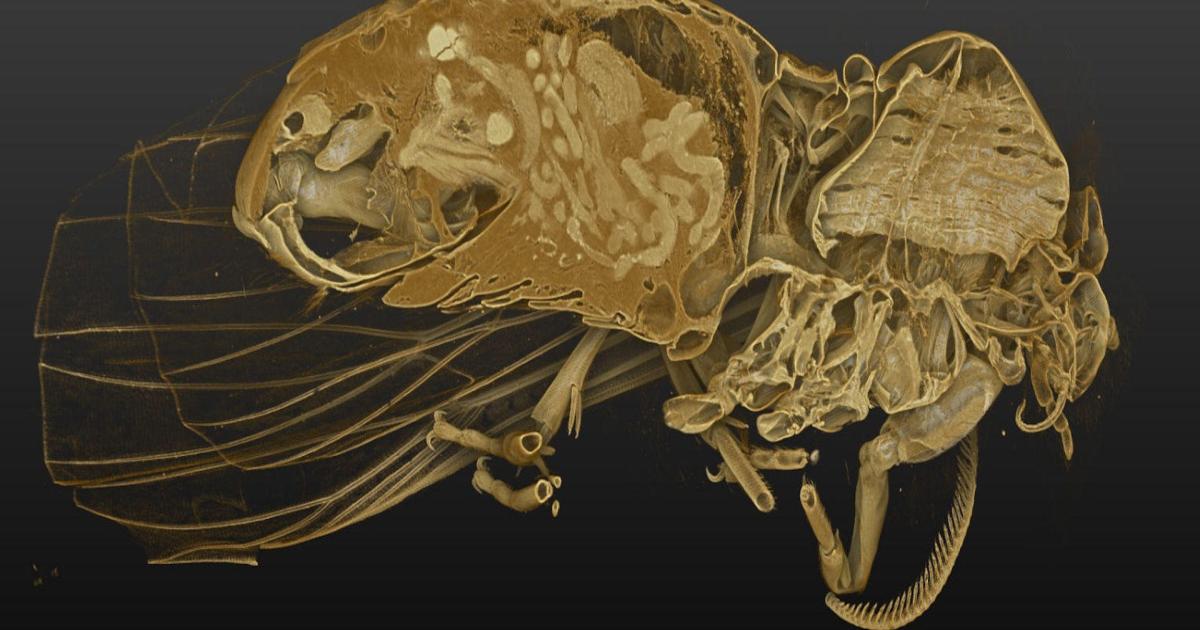 MicroCT Laboratory | Helsinki In Vivo Animal Imaging | University of ...