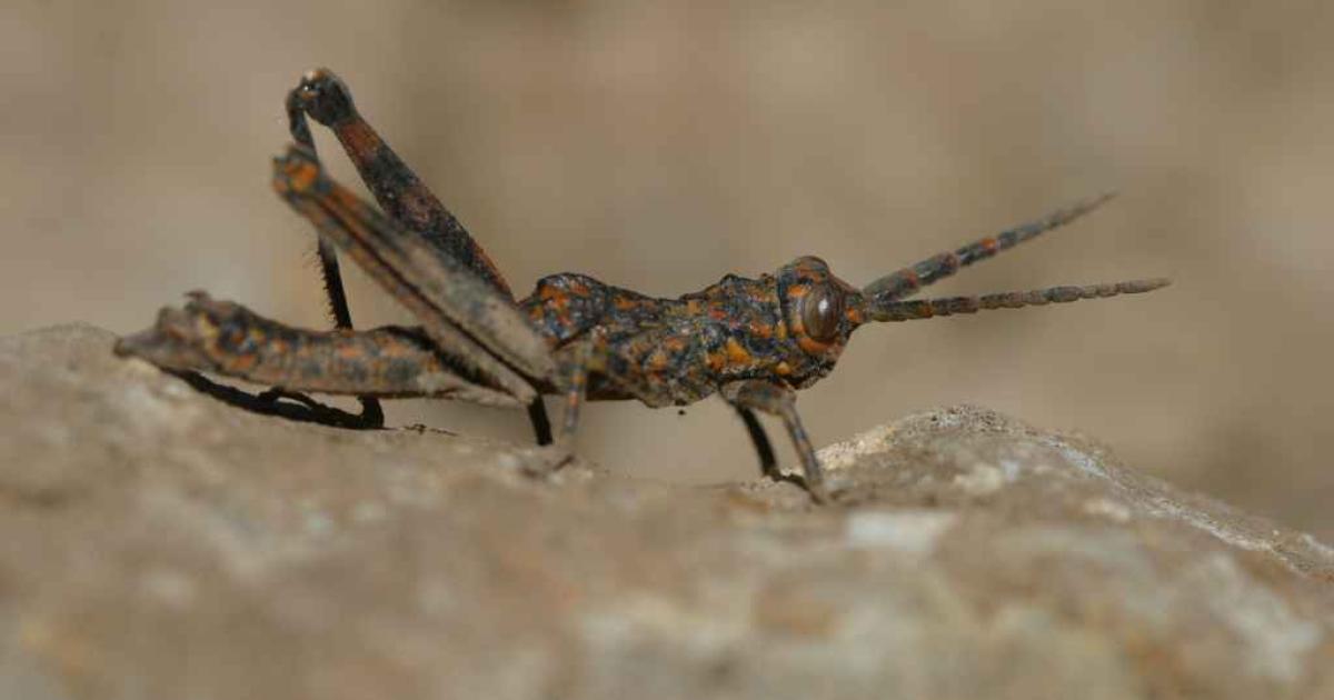 Scientists warn humanity about worldwide insect decline, and suggest ...