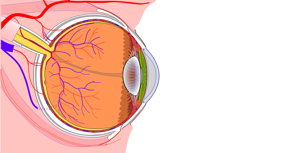 Lymphatics and the eye | Lymphangiogenesis Research and Antibody ...