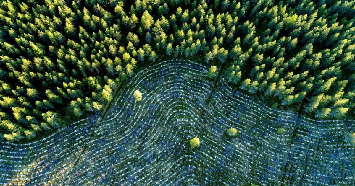 Sustainability in Finnish forest policies - and what that means for a ...