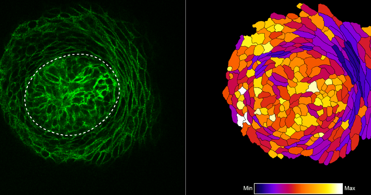Cellular mechanisms of early mammary gland development unraveled ...