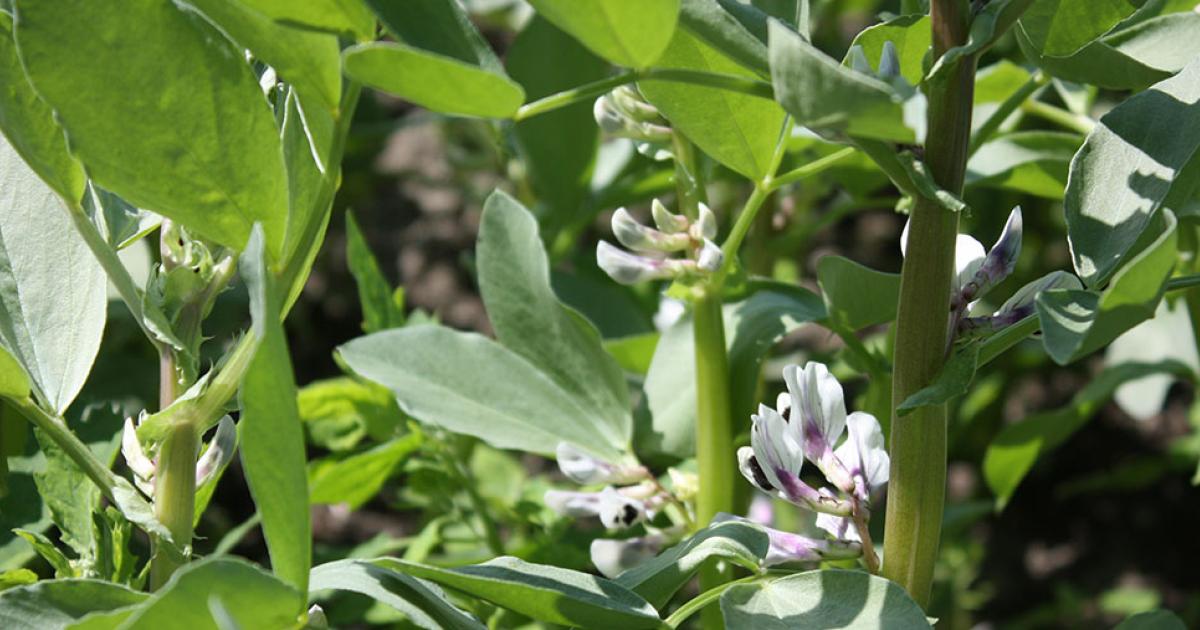 Potential of faba beans, rich in protein, has been unlocked | Faculty ...