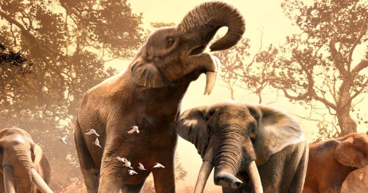 Study: Modern elephants survived ancient climate change, their ...