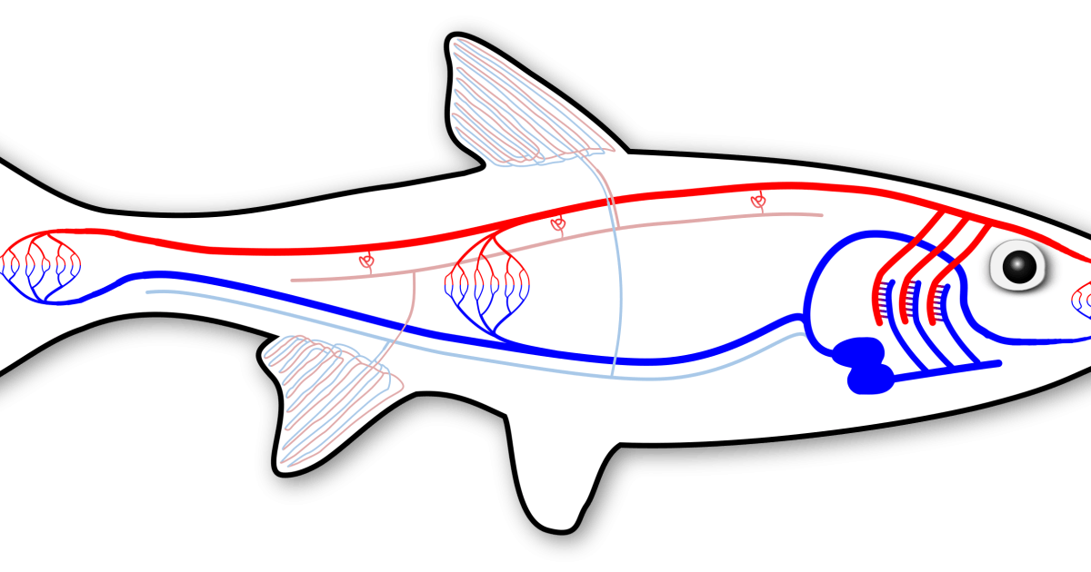 In fish blood vessels can develop from lymphatics | Lymphangiogenesis ...