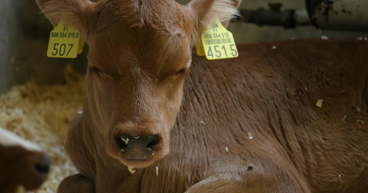 PhD: Perception of disbudding pain in calves and options to increase ...