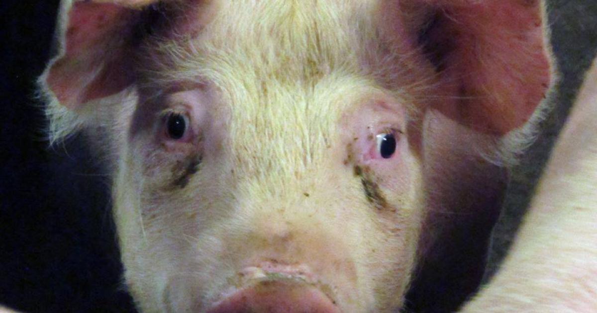 Tear staining in pigs: a potential tool for welfare assessment ...