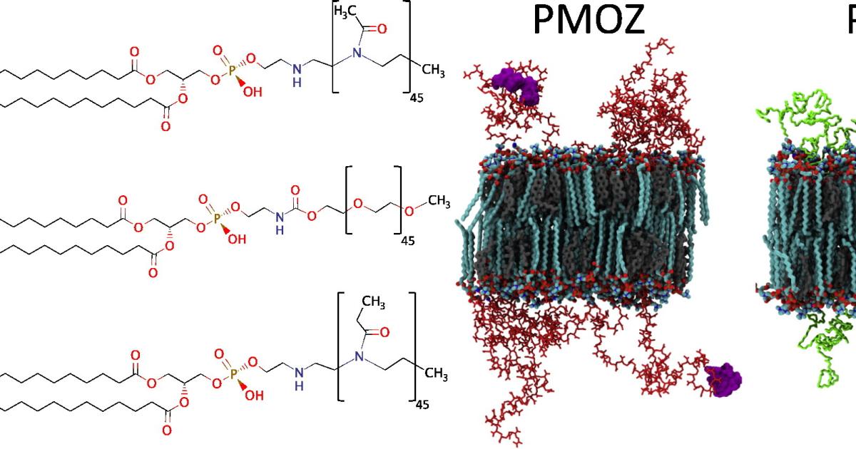 A computational study suggests that replacing PEG with PMOZ may ...
