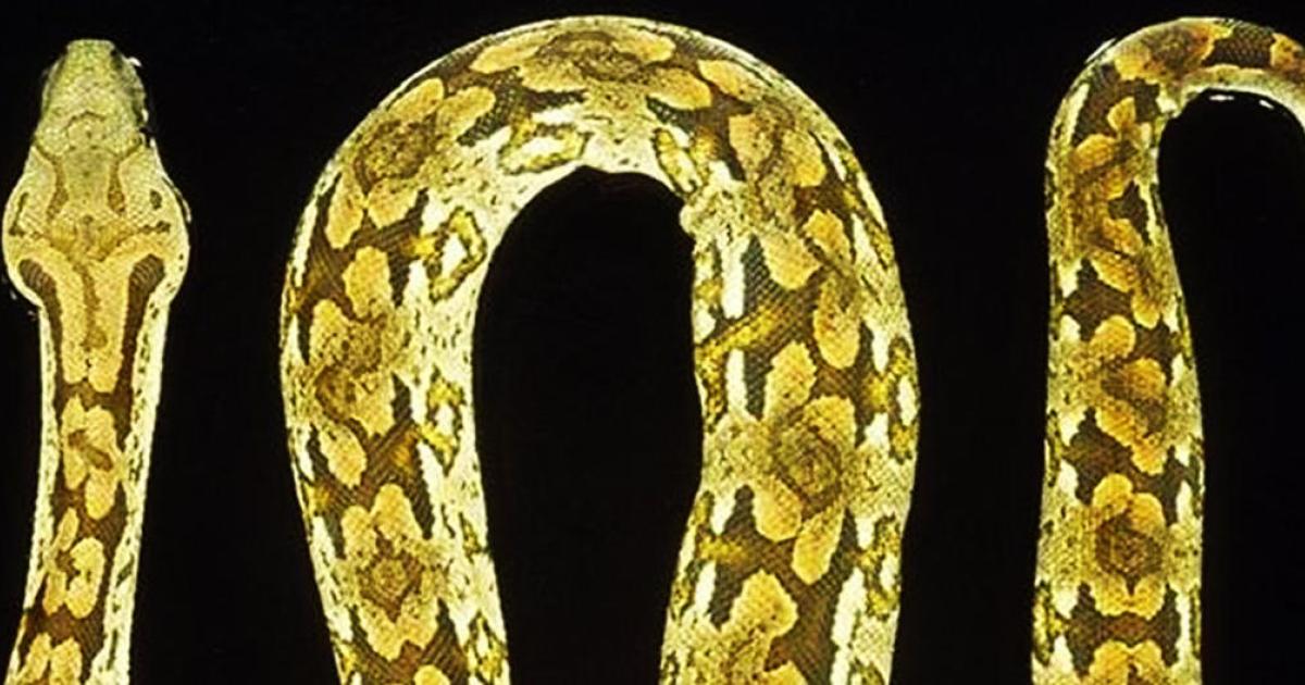 Snake viruses have a lot to tell | University of Helsinki