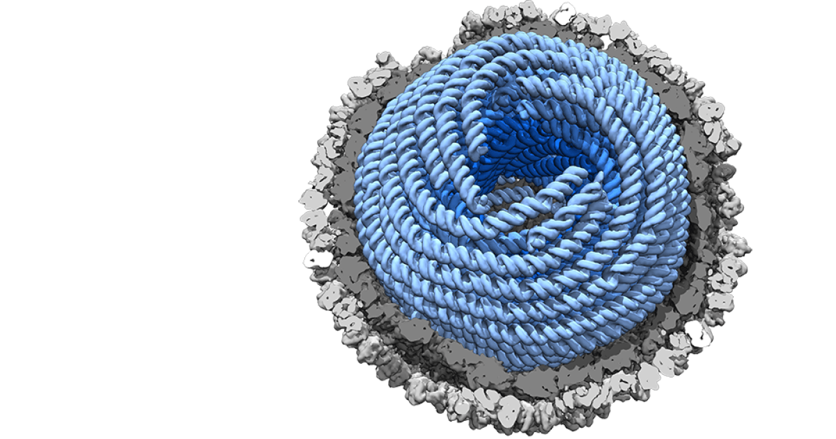 Viruksen genomin kolmiulotteinen rakenne selvisi | Helsingin yliopisto