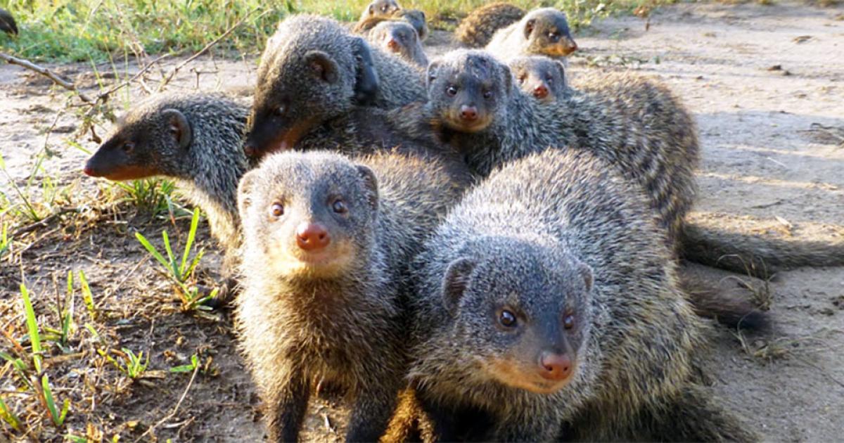 Mongoose females compete over reproduction | University of Helsinki