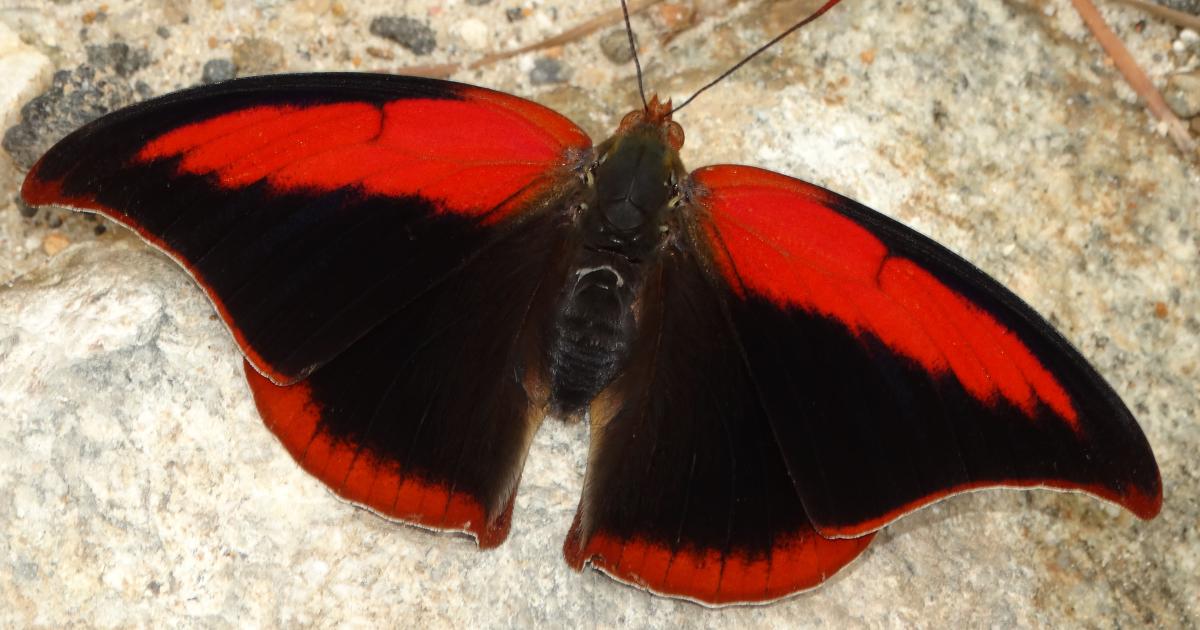 Tutkijat varoittavat maailmanlaajuisesta hyönteiskadosta ja tarjoavat ...