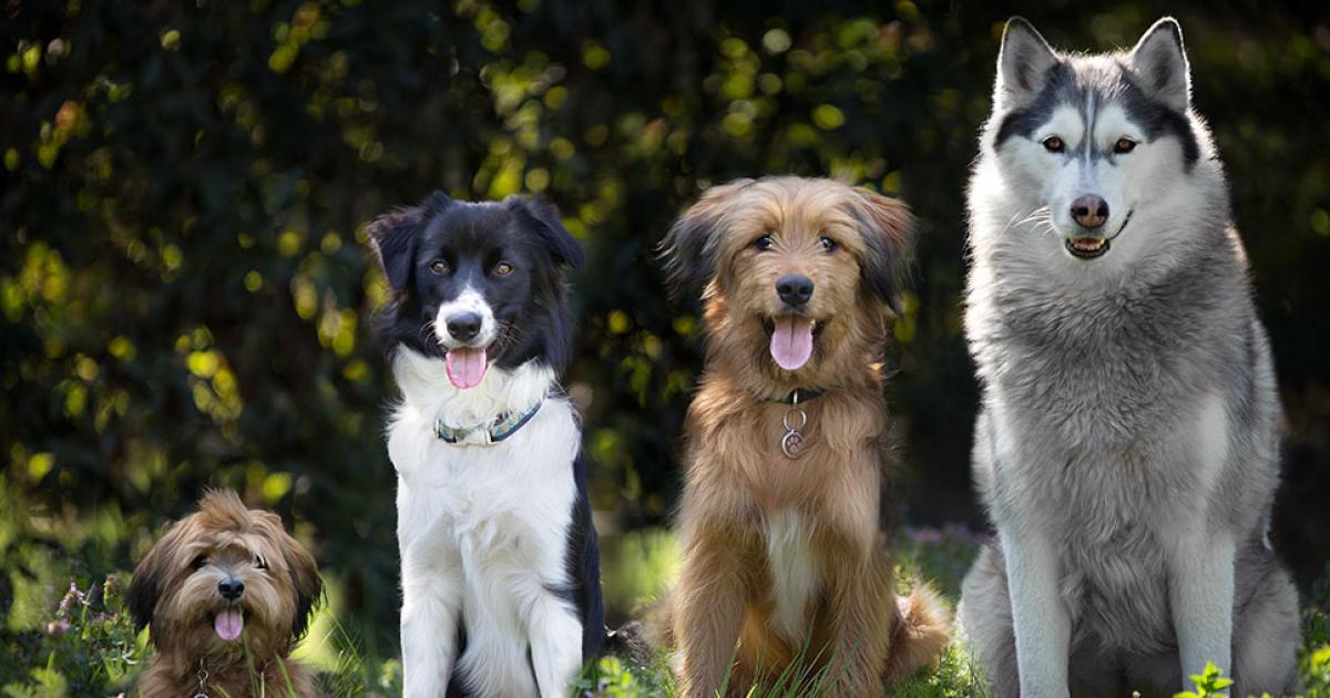 Unwanted behaviour in dogs is common, with great variance between ...