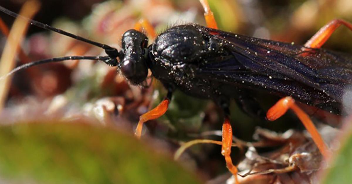 Climate change recasts the insect communities of the Arctic ...