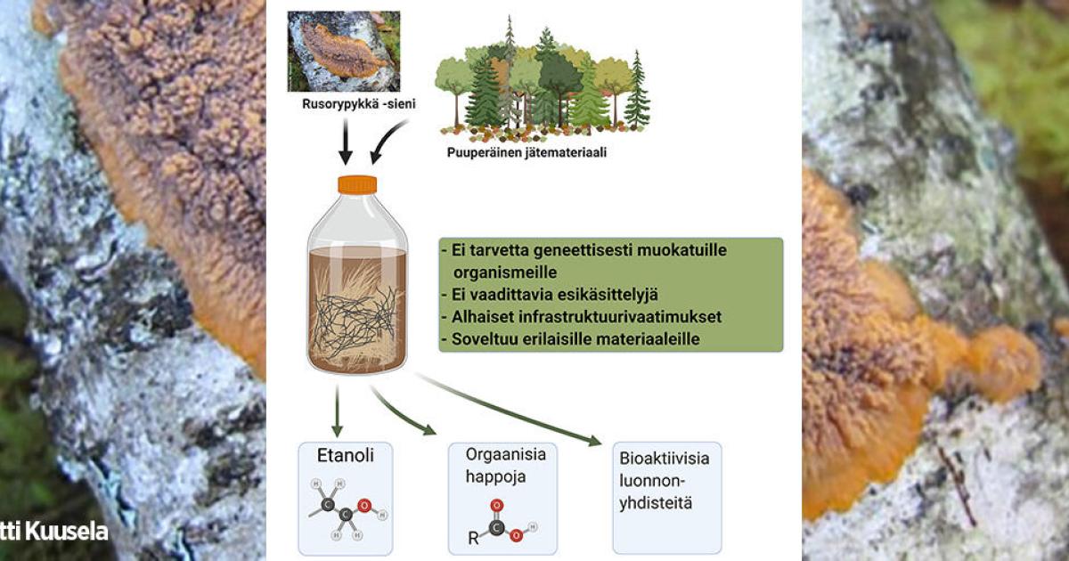 A new production method for bioethanol? A rot fungus found in the ...