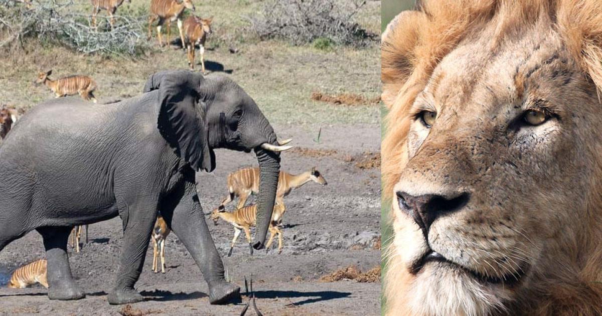 African Elephant Vs Lion