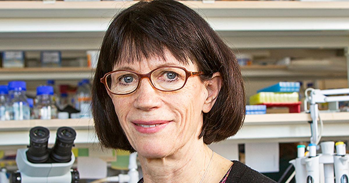 Irma Thesleffistä tieteen akateemikko | Helsingin yliopisto