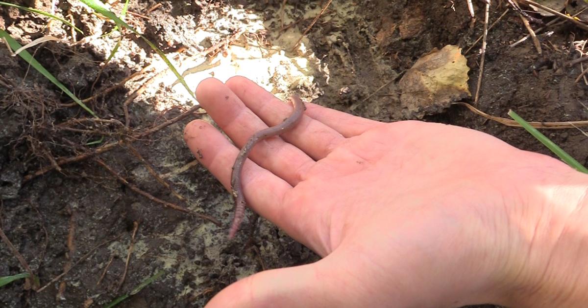 Worm tracking puts worms in the spotlight | University of Helsinki