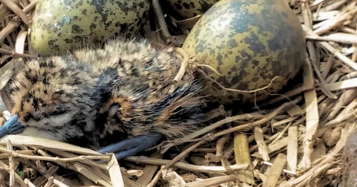 Climate change: Birds are nesting earlier | University of Helsinki