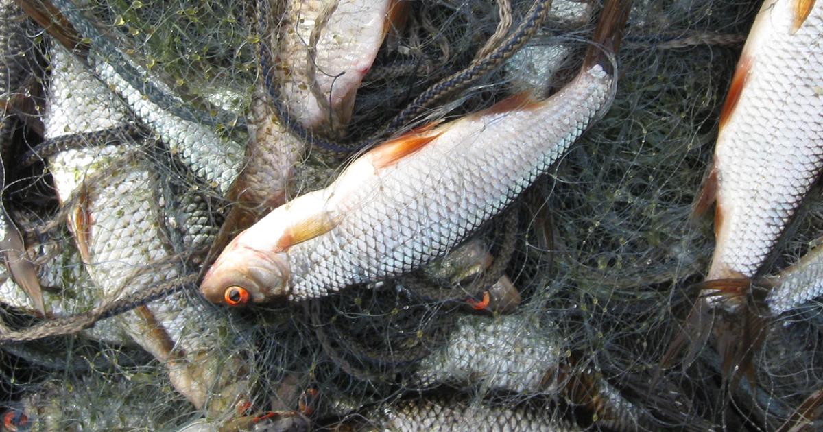 Climate change shifts fish fauna from whitefish dominance to perch and ...