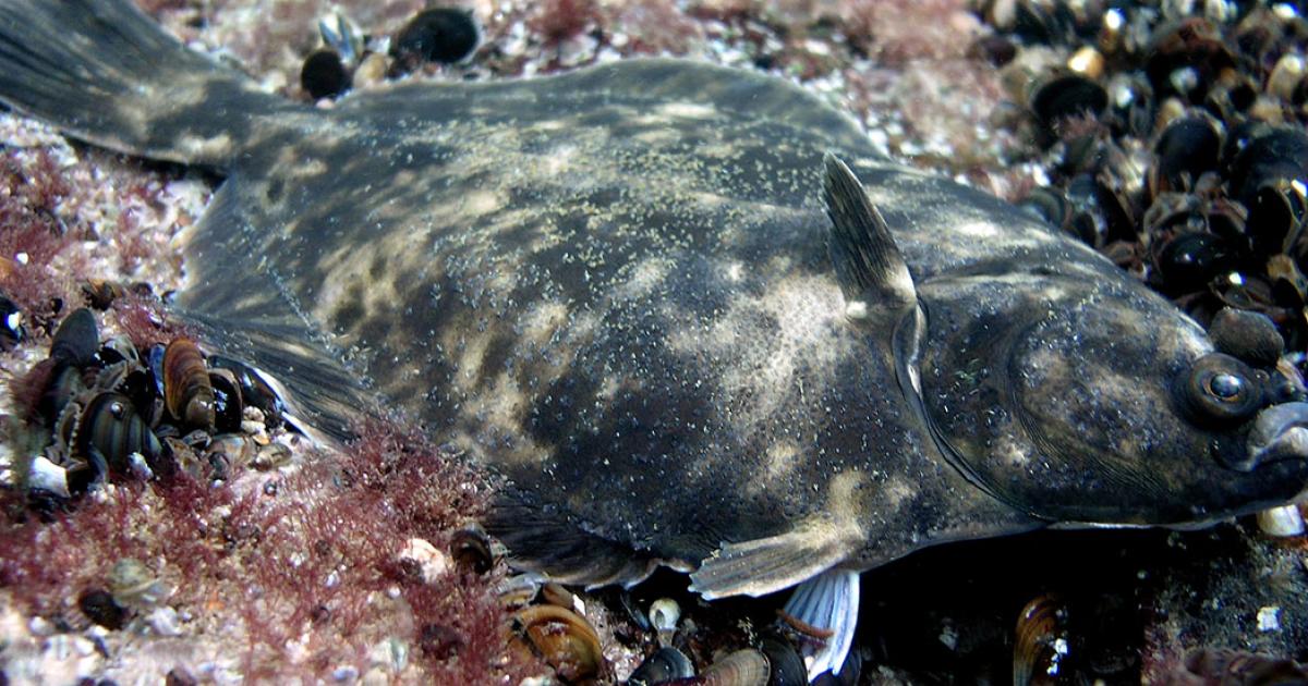 The first endemic Baltic Sea fish species received its name ...