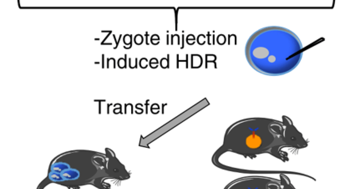 Finnish Disease Heritage in modelling rare diseases | Integrative ...