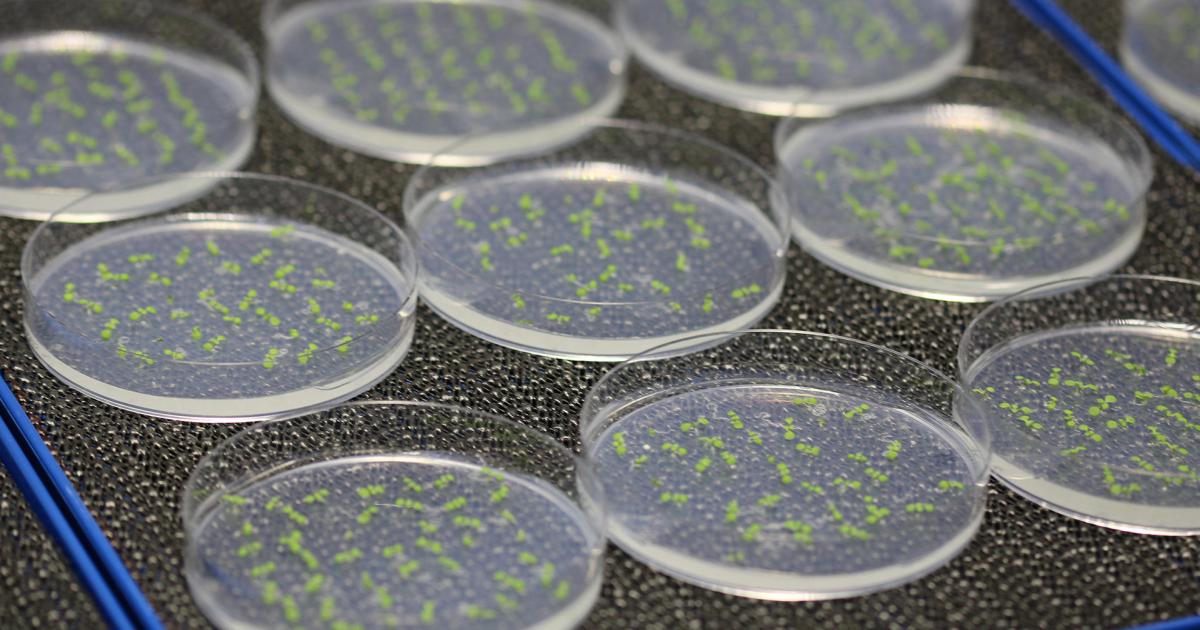 High throughput In Vitro Bioassays | Plant Phenomics | University of ...