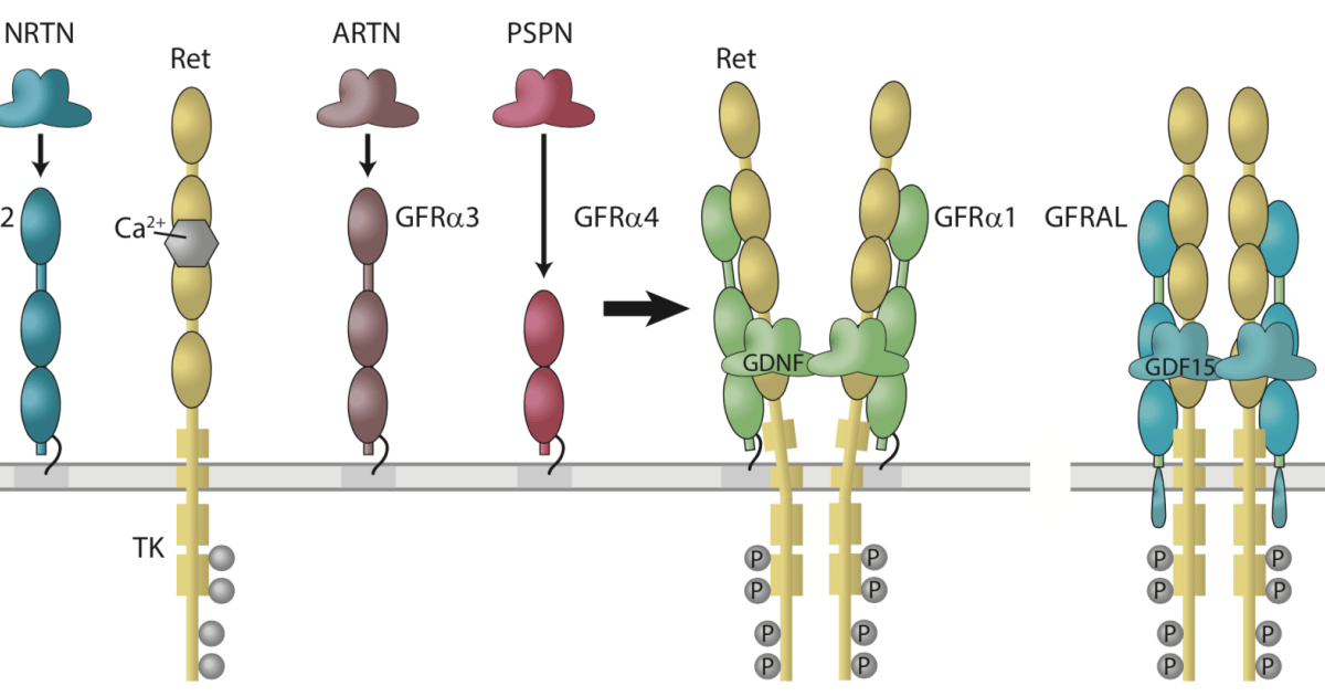 Signalling and Receptors of GDNF | Neurotrophic Factors and ...