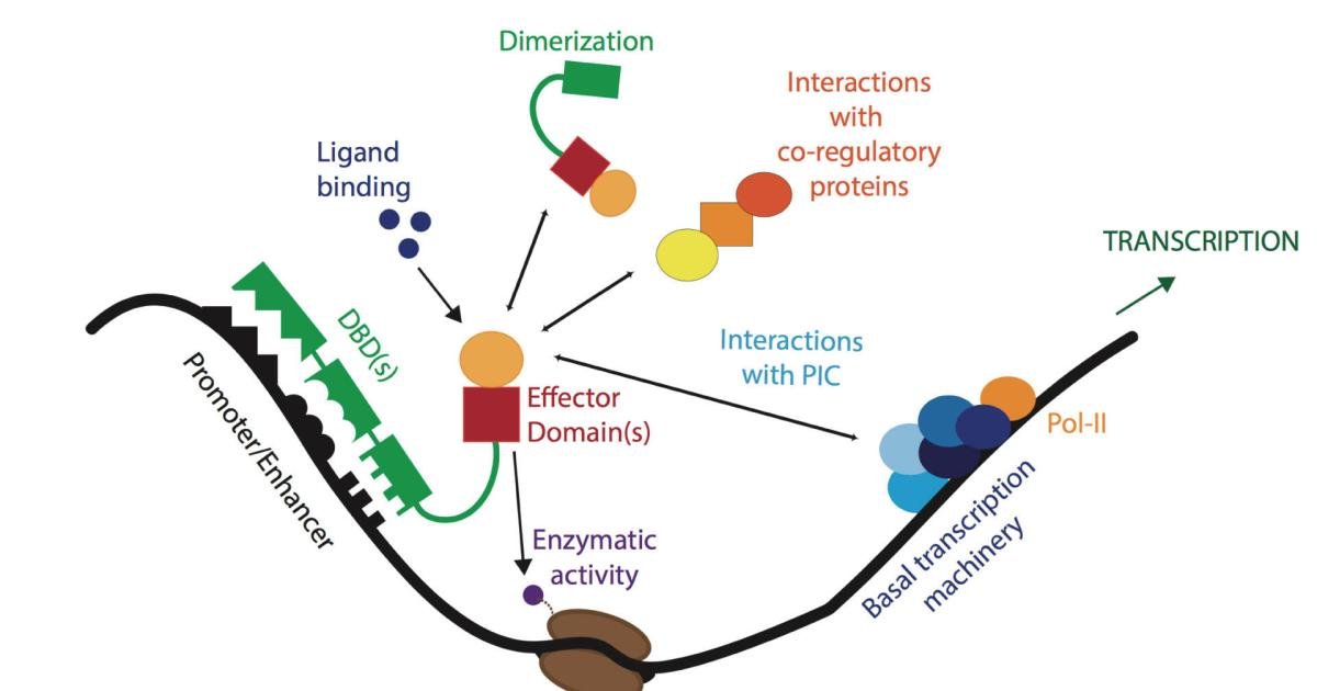 Human Transcription Factor Interactions Molecular Systems Biology