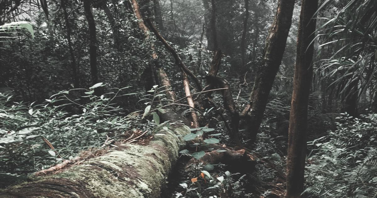 Effects of disturbances on forest canopy and microclimate | Tree-D lab ...