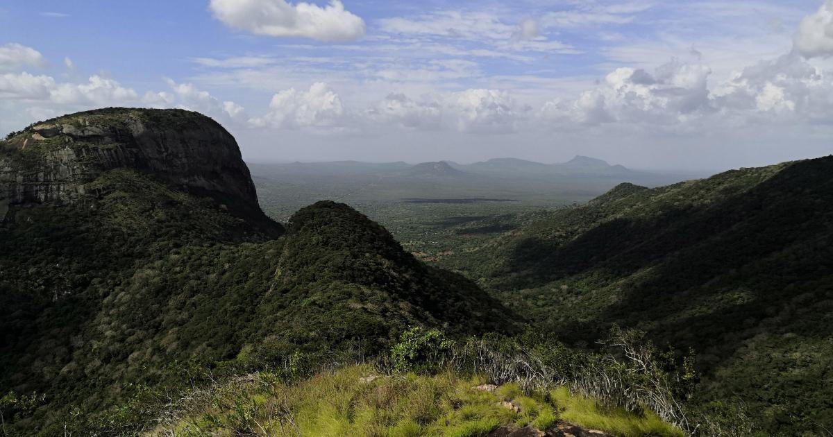 Forest responses to environmental changes | Tree-D lab | University of ...