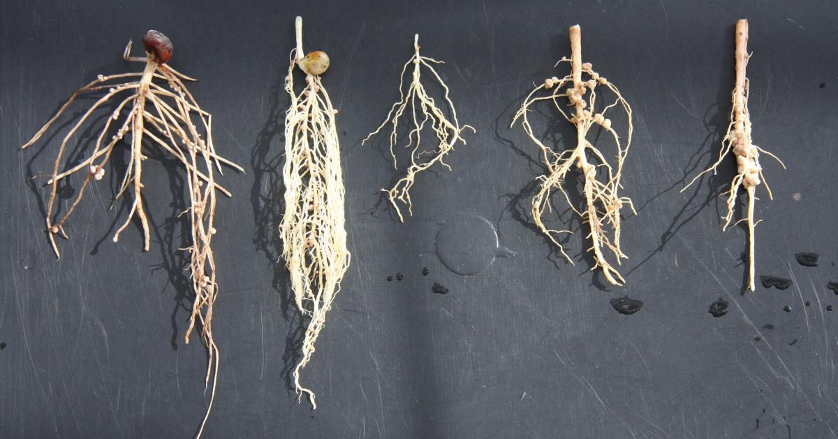 Publications | Legume science | University of Helsinki