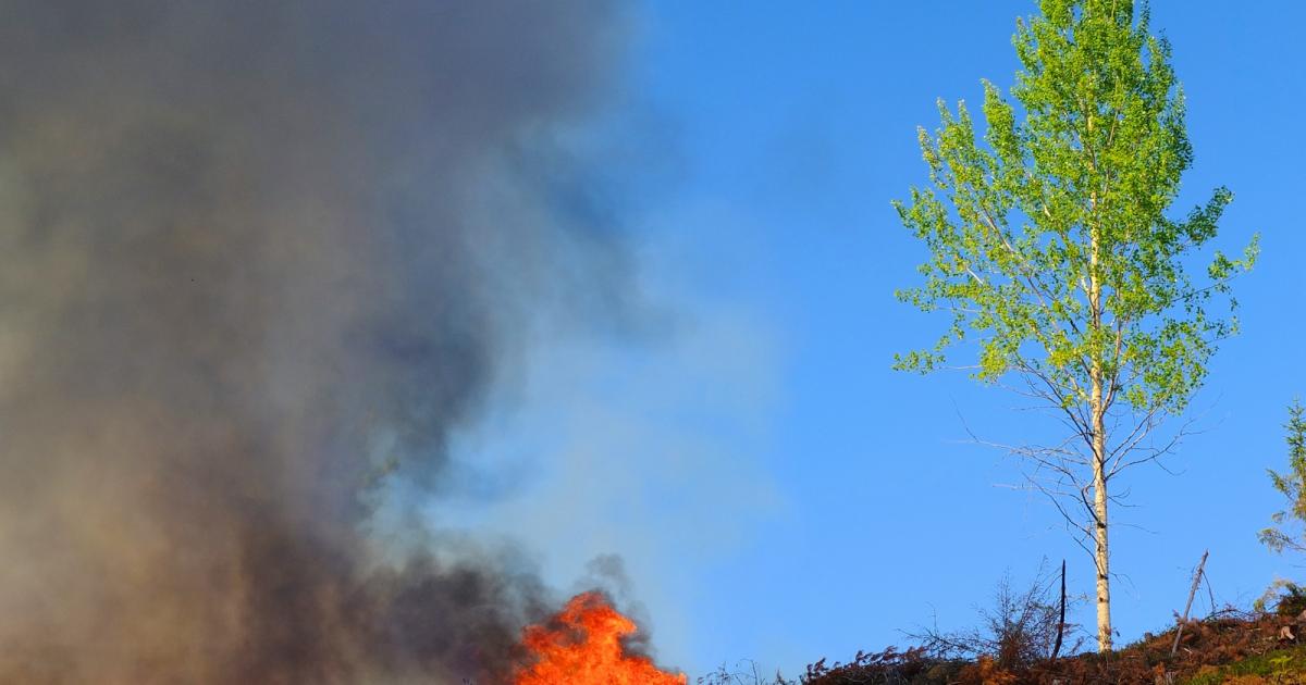 Disturbances | Forest Modelling | University of Helsinki