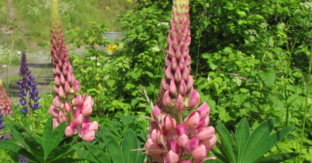 Invasive species in a warming climate | Plant Ecophysiology and Climate ...