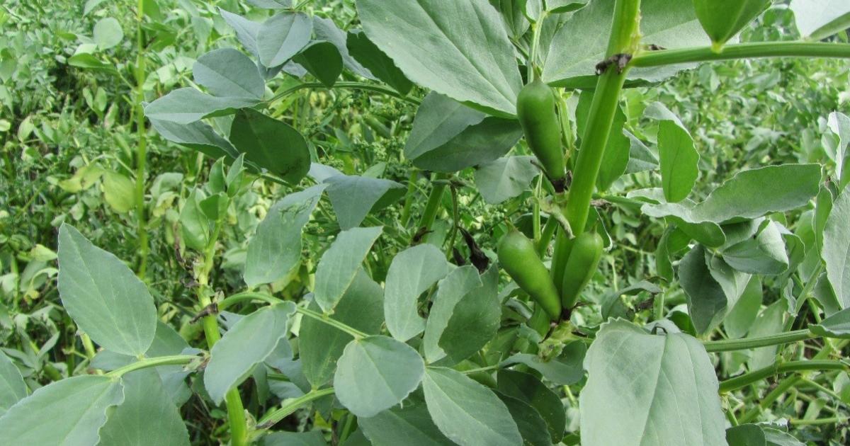 Refined faba bean | Animal Science | University of Helsinki