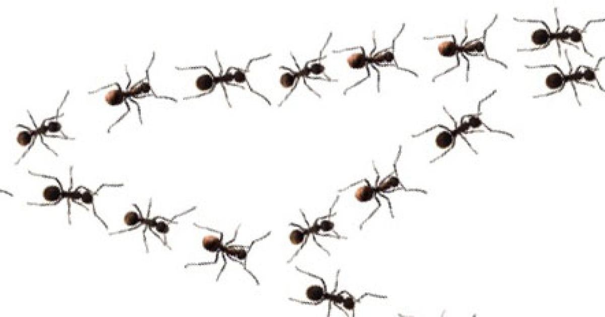 Speciation and hybridization in ants | Evolution, Sociality & Behaviour ...