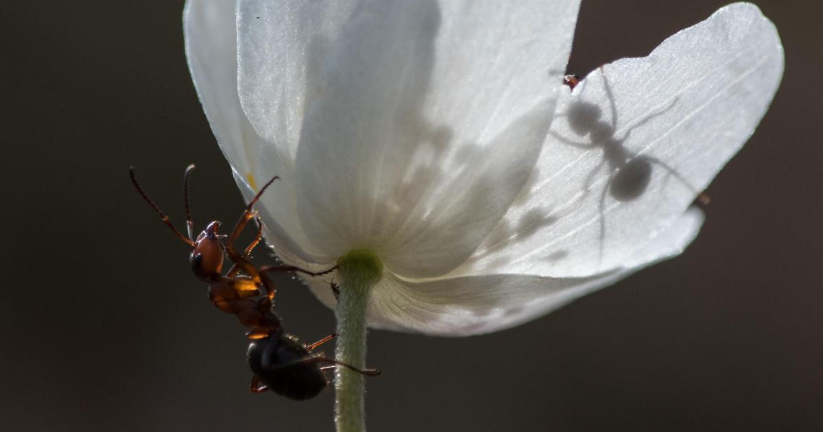 Ecology & evolution in ants | Evolution, Sociality & Behaviour ...