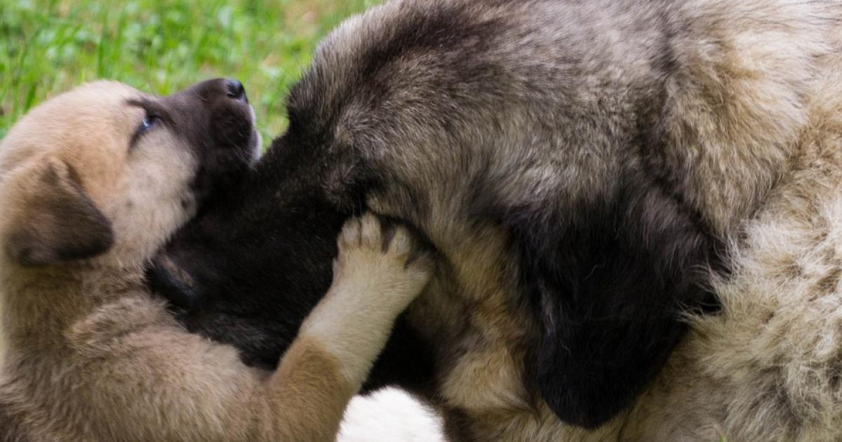 Animal Reproduction Science | University of Helsinki