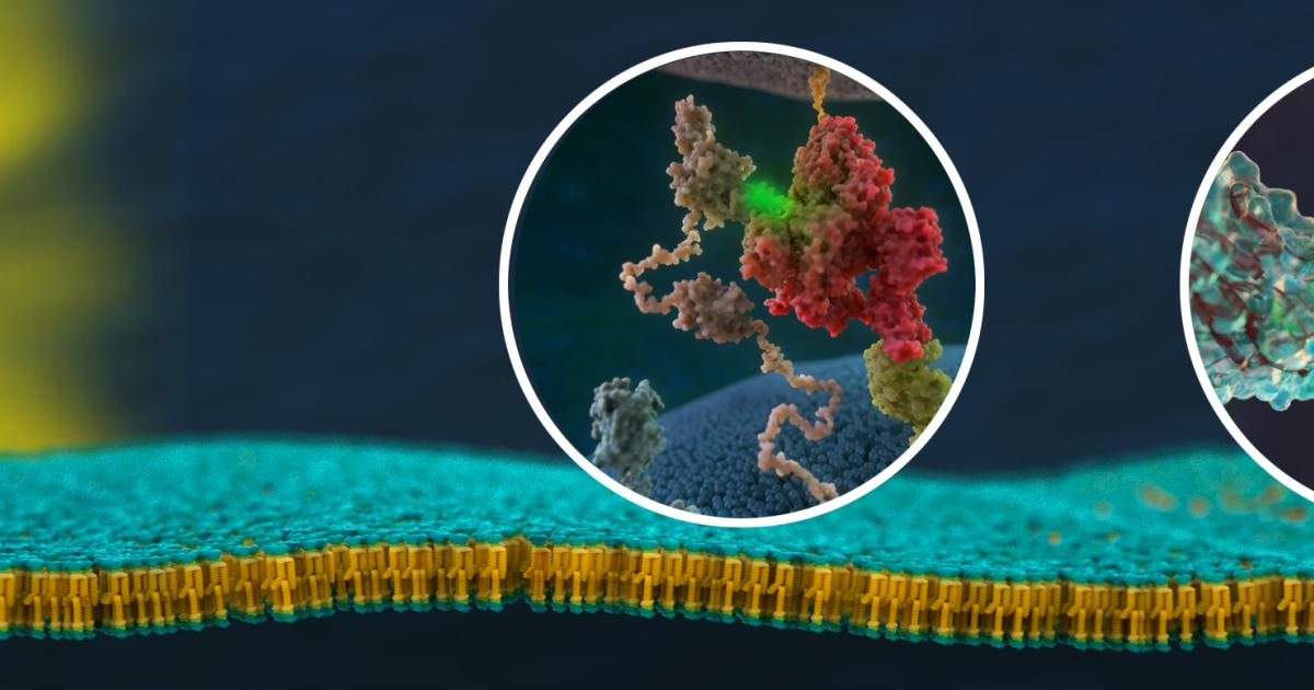 Viral Cell Biology | University of Helsinki