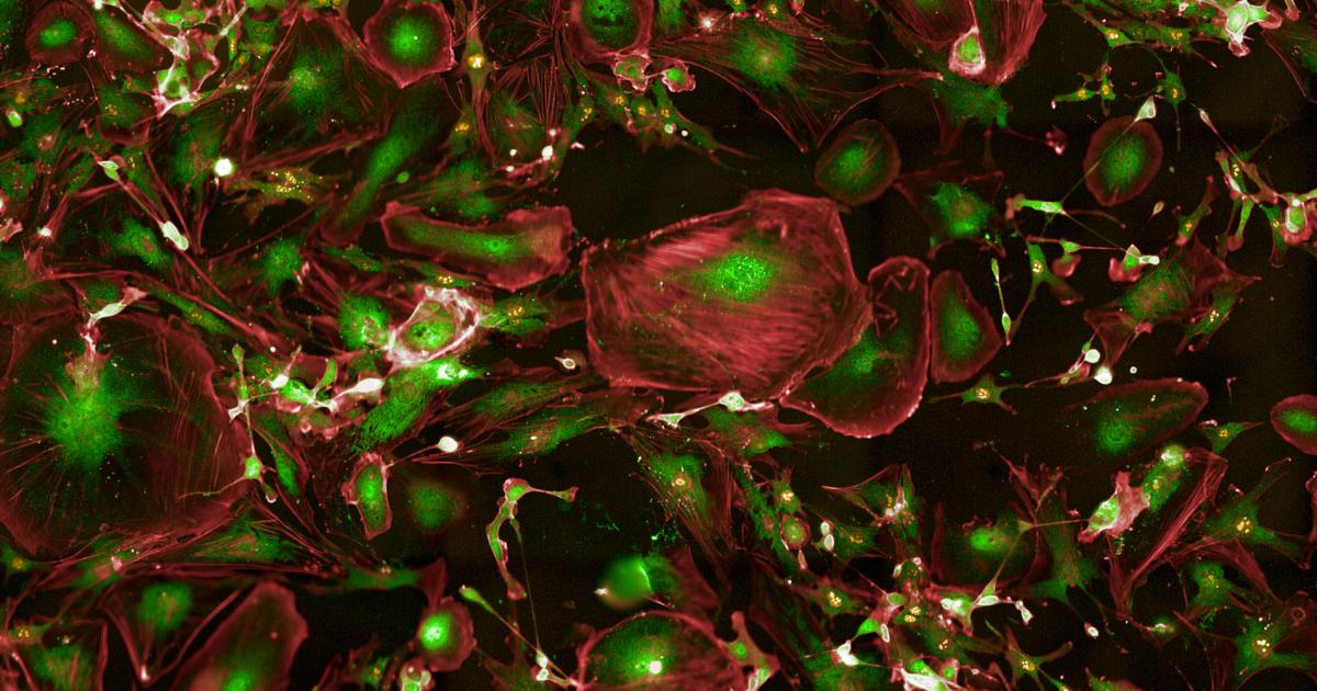 BIOMAG | University of Helsinki