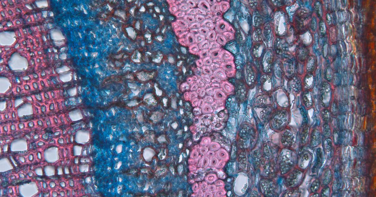 Wood Development | University of Helsinki