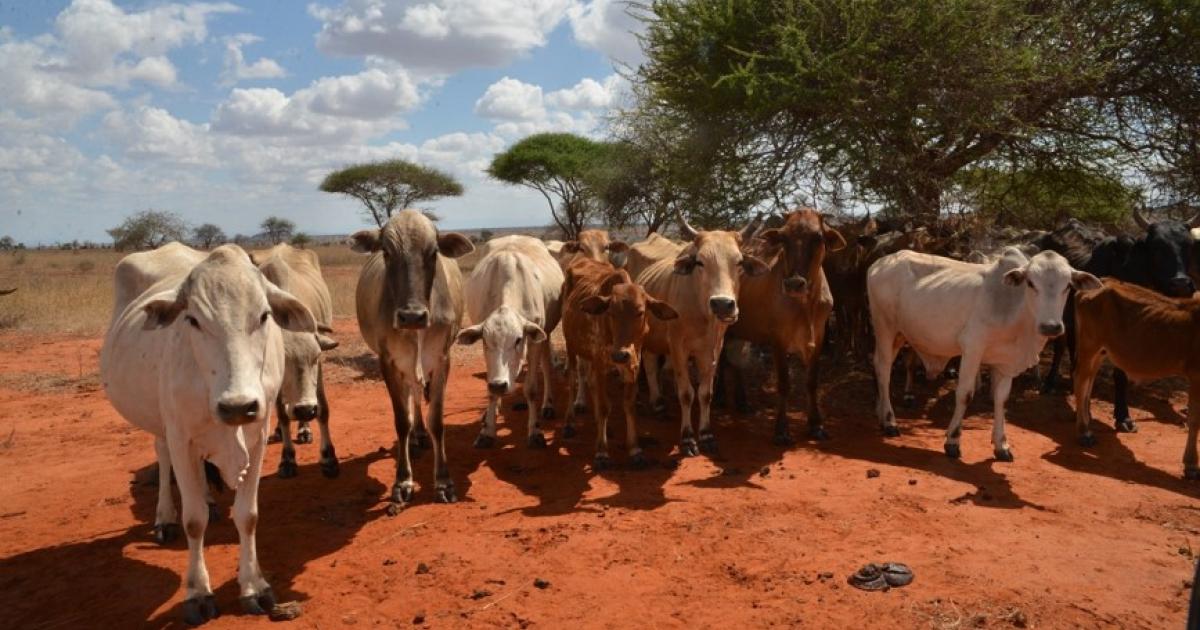 Climate-smart agropastoral ecosystem transformation in East Africa ...