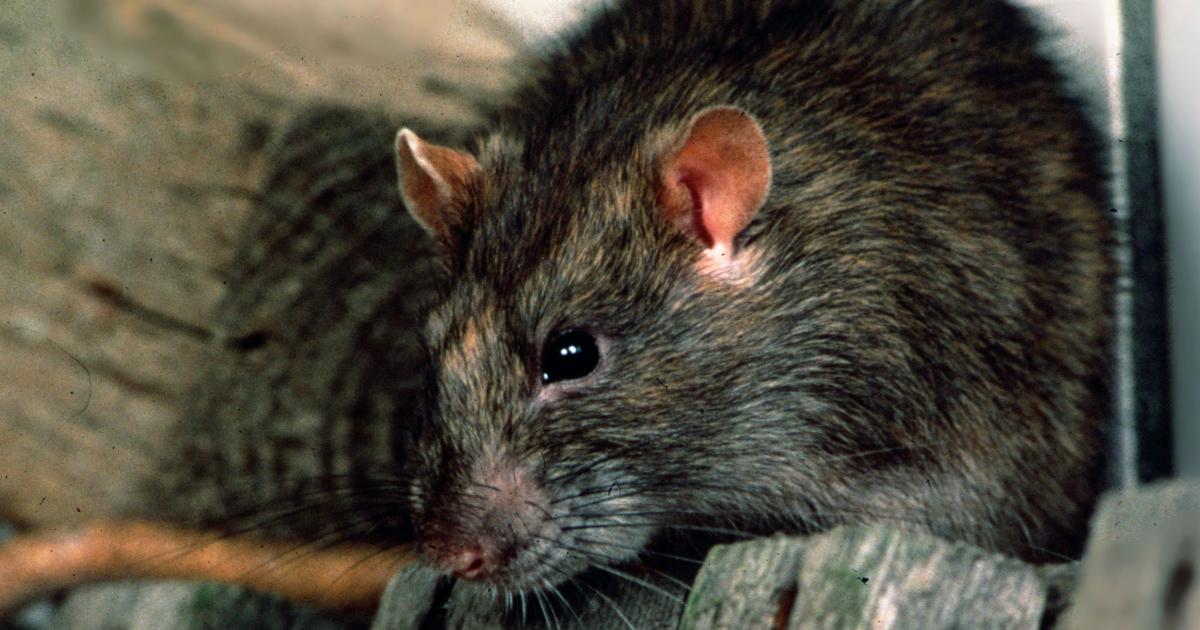 Urban Rats | University of Helsinki