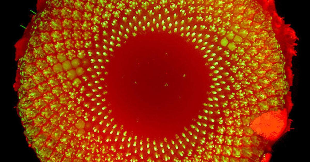 Research Topics Asteraceae Developmental Biology And Secondary Metabolism University Of Helsinki research-topics-asteraceae-developmental-biology-and-secondary-metabolism-university-of-helsinki